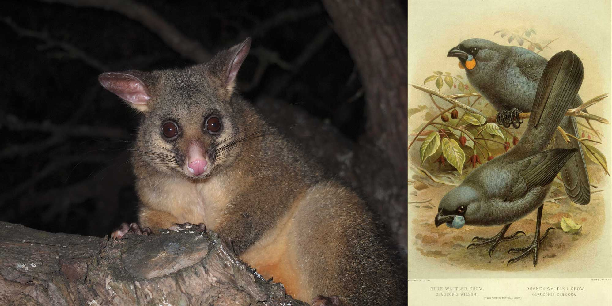 Possums Introduced NZ | Possums Pests — Gorgeous Creatures
