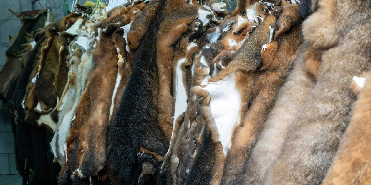 What Colours Do Natual NZ Possums Come In? — Gorgeous Creatures